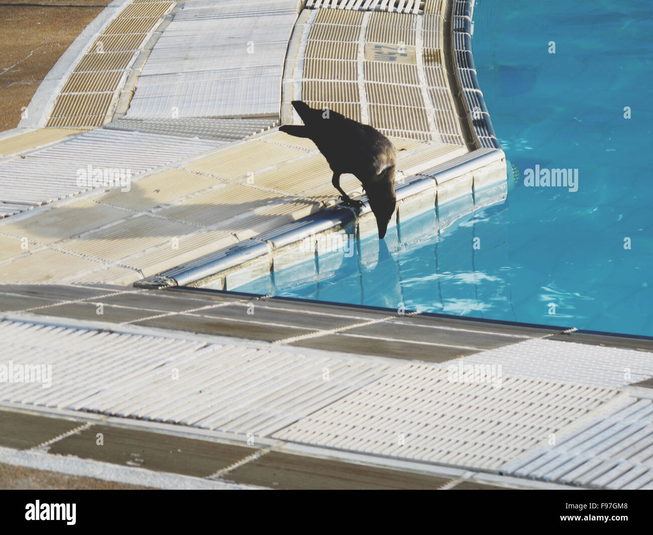 Black bird drinking water hi-res stock photography and images - Alamy