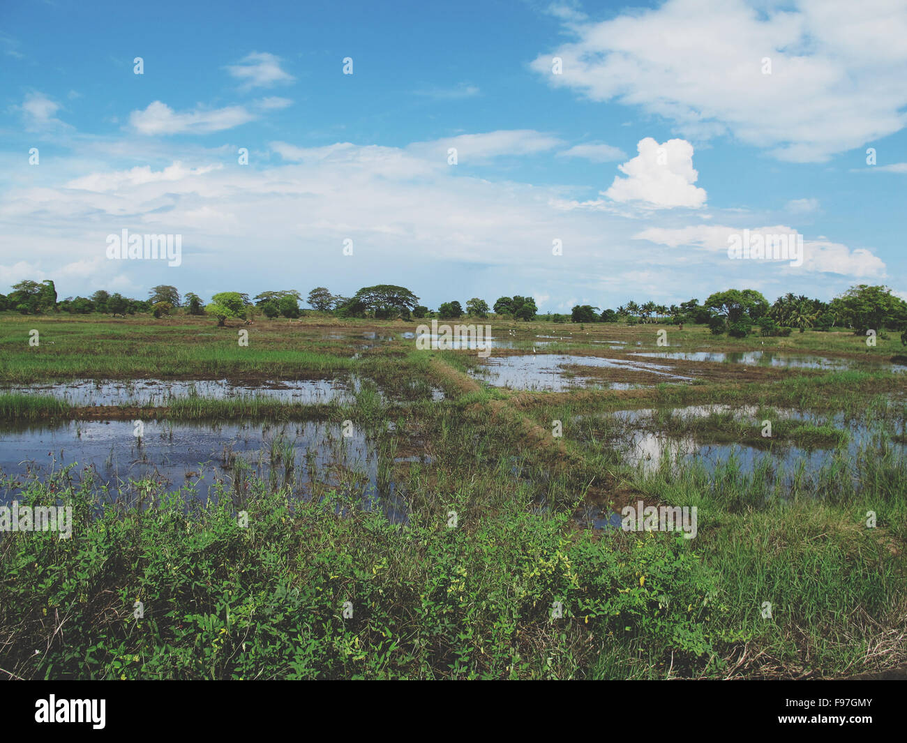 Wetland view hi-res stock photography and images - Alamy