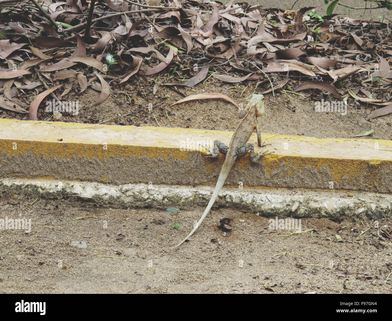 Lizard On Ledge Stock Photo - Alamy