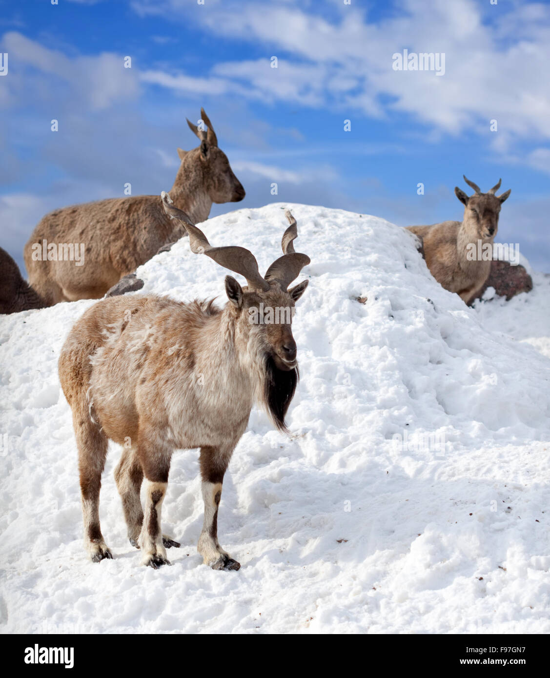 Markhor india hi-res stock photography and images - Alamy