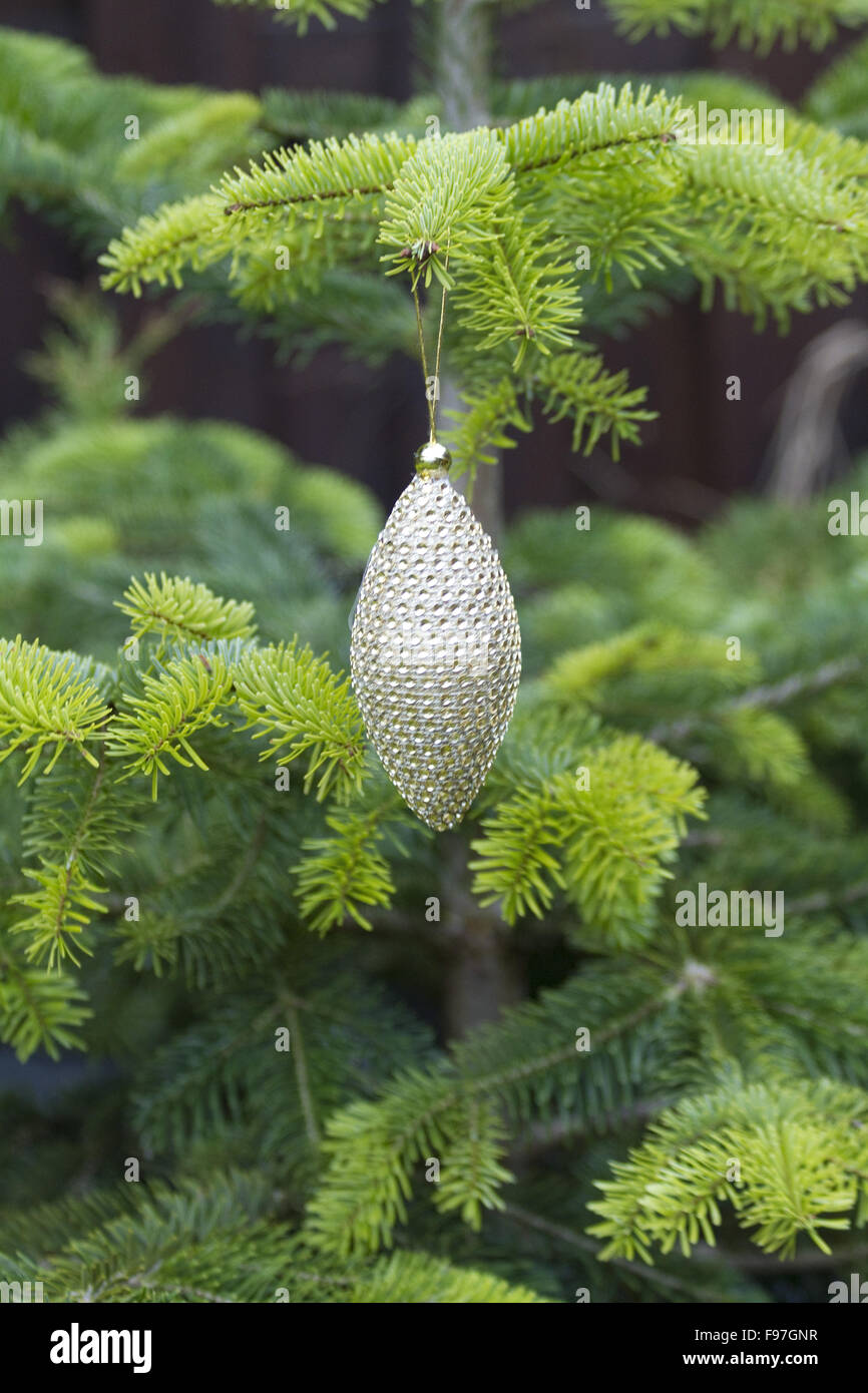Christmas bouble on christmas tree branch, lights hanging in a tree ...
