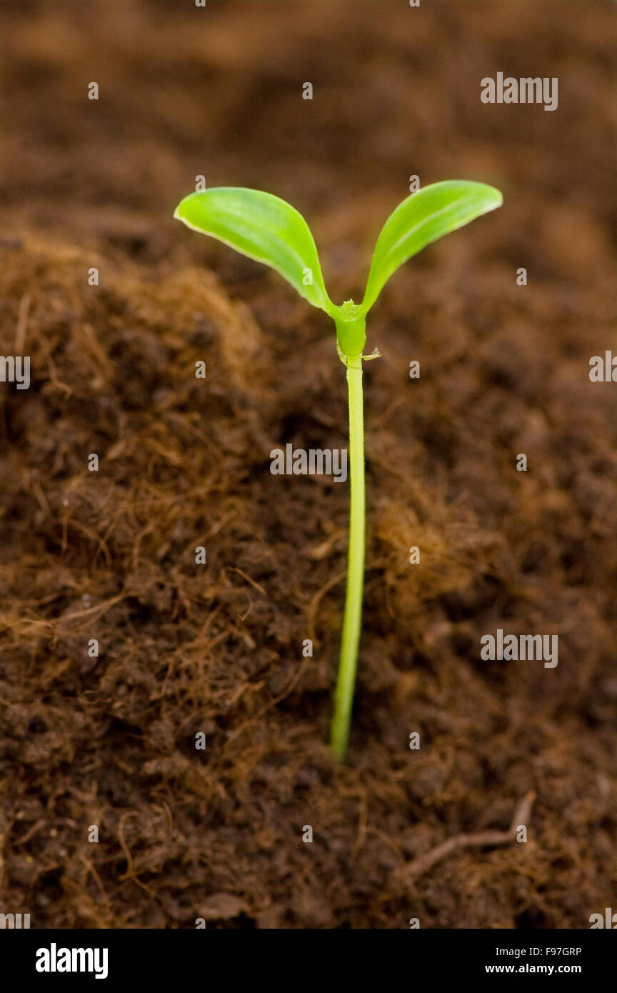 Green seedling growing out of the soil Stock Photo - Alamy