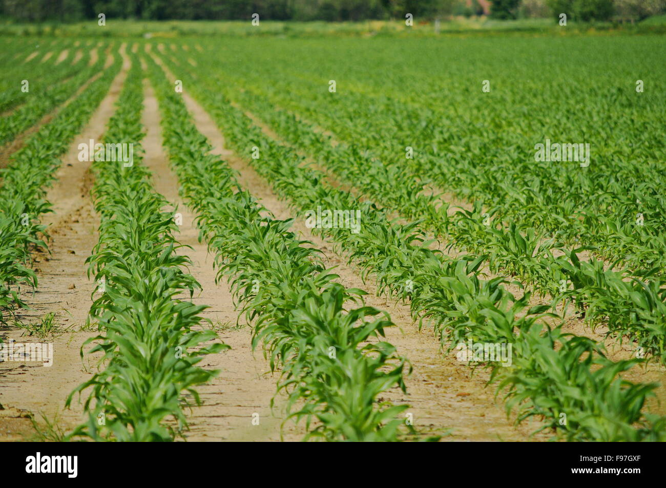 Borning hi-res stock photography and images - Alamy