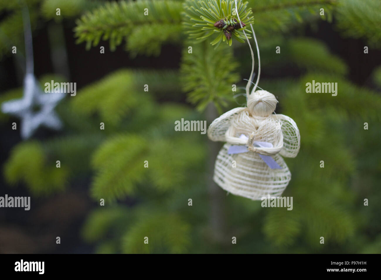 Christmas angel on christmas tree branch, lights hanging in a tree ...