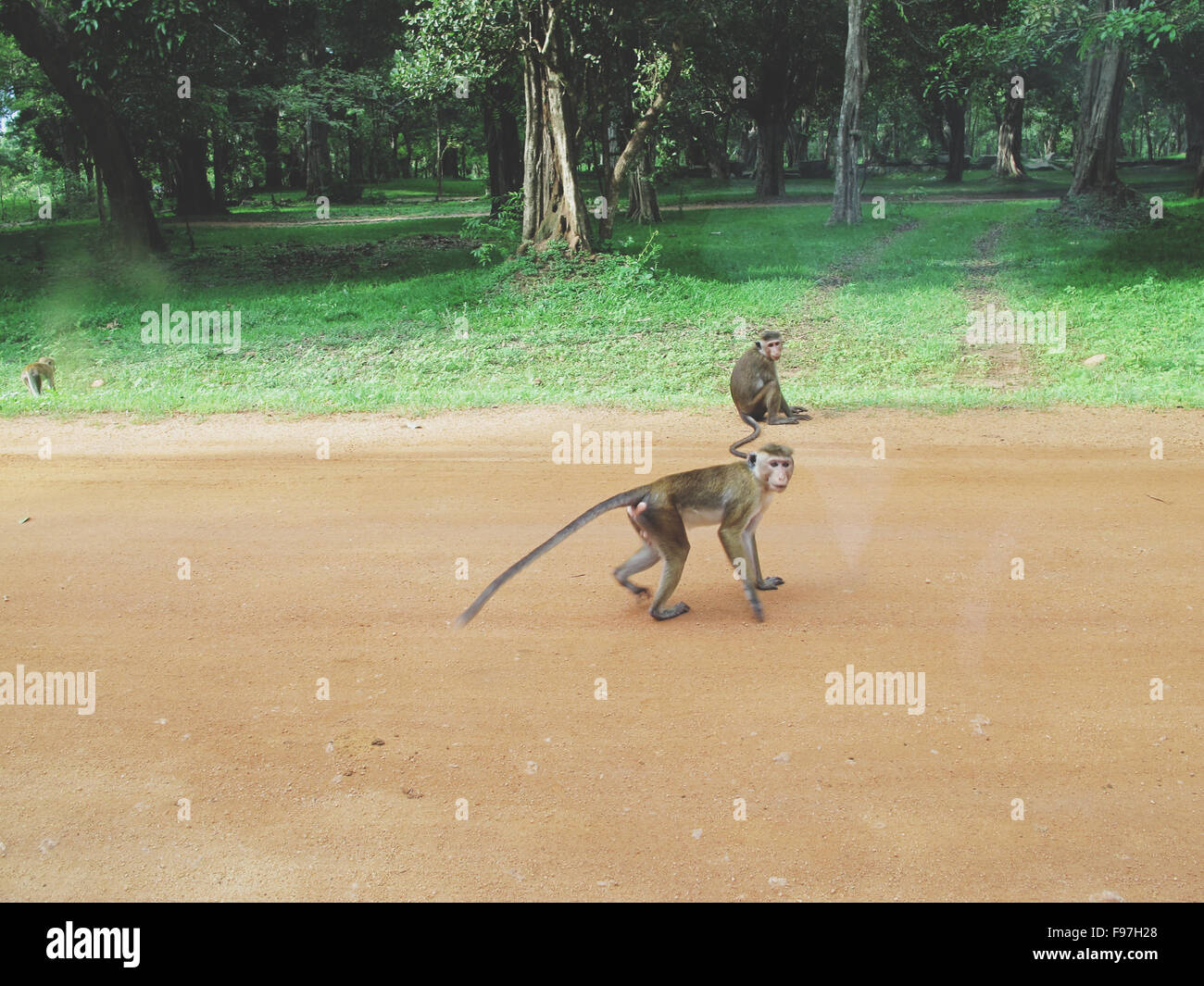 Two Monkeys High Resolution Stock Photography and Images - Alamy