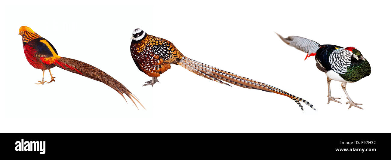 Set of Phasianidae birds. Isolated over white background. It's Golden ...