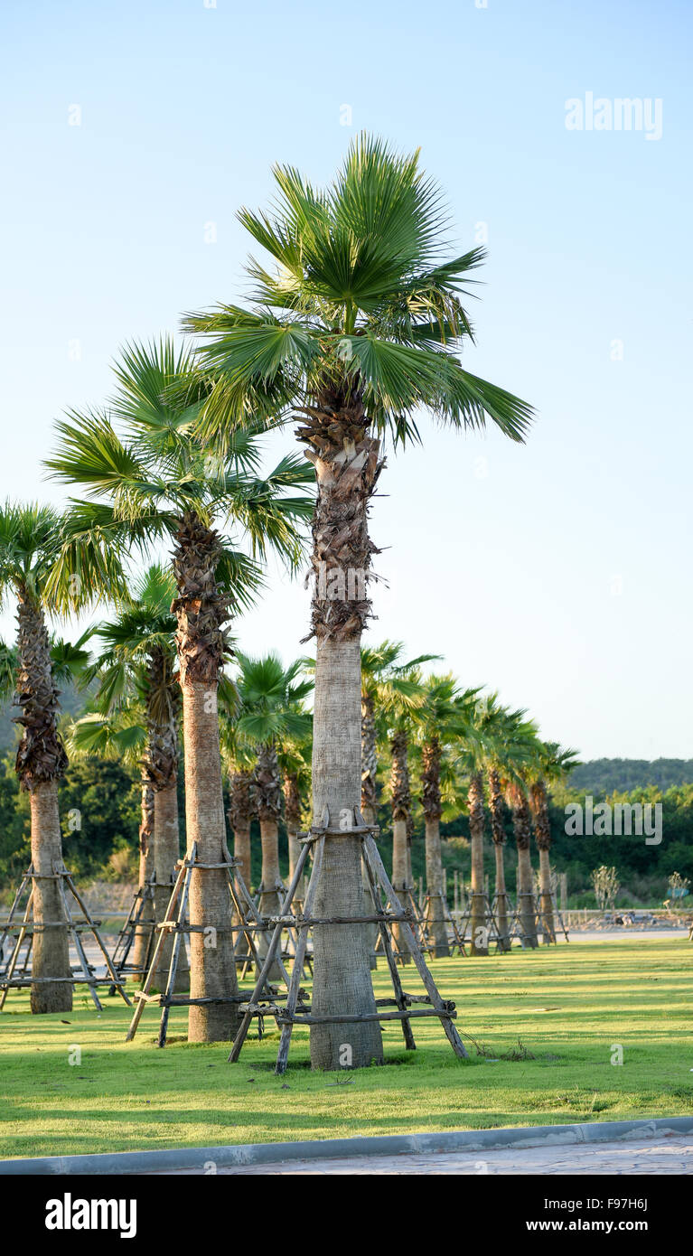 Sugar palm tree relocation plant Stock Photo - Alamy