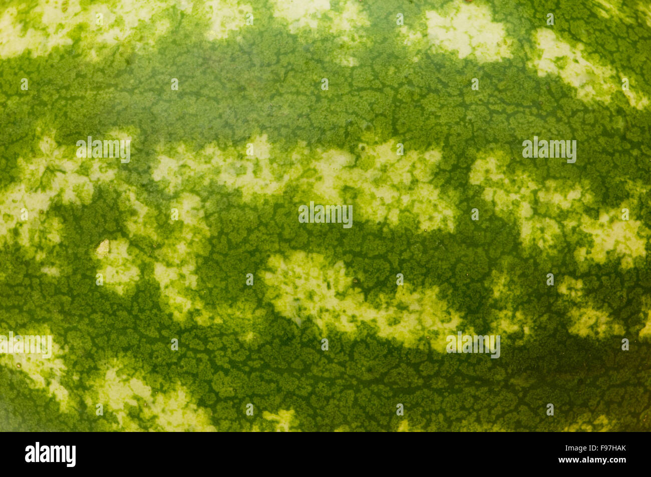 Close up - green skin of the watermelon Stock Photo - Alamy