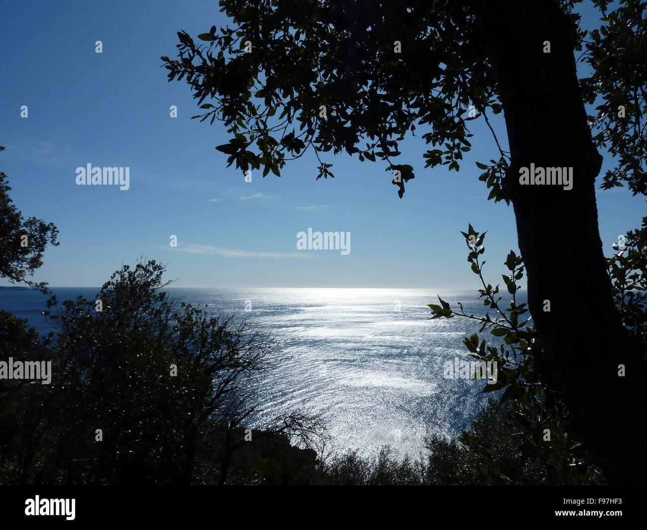 Shadow of a tree and sea Stock Photo - Alamy