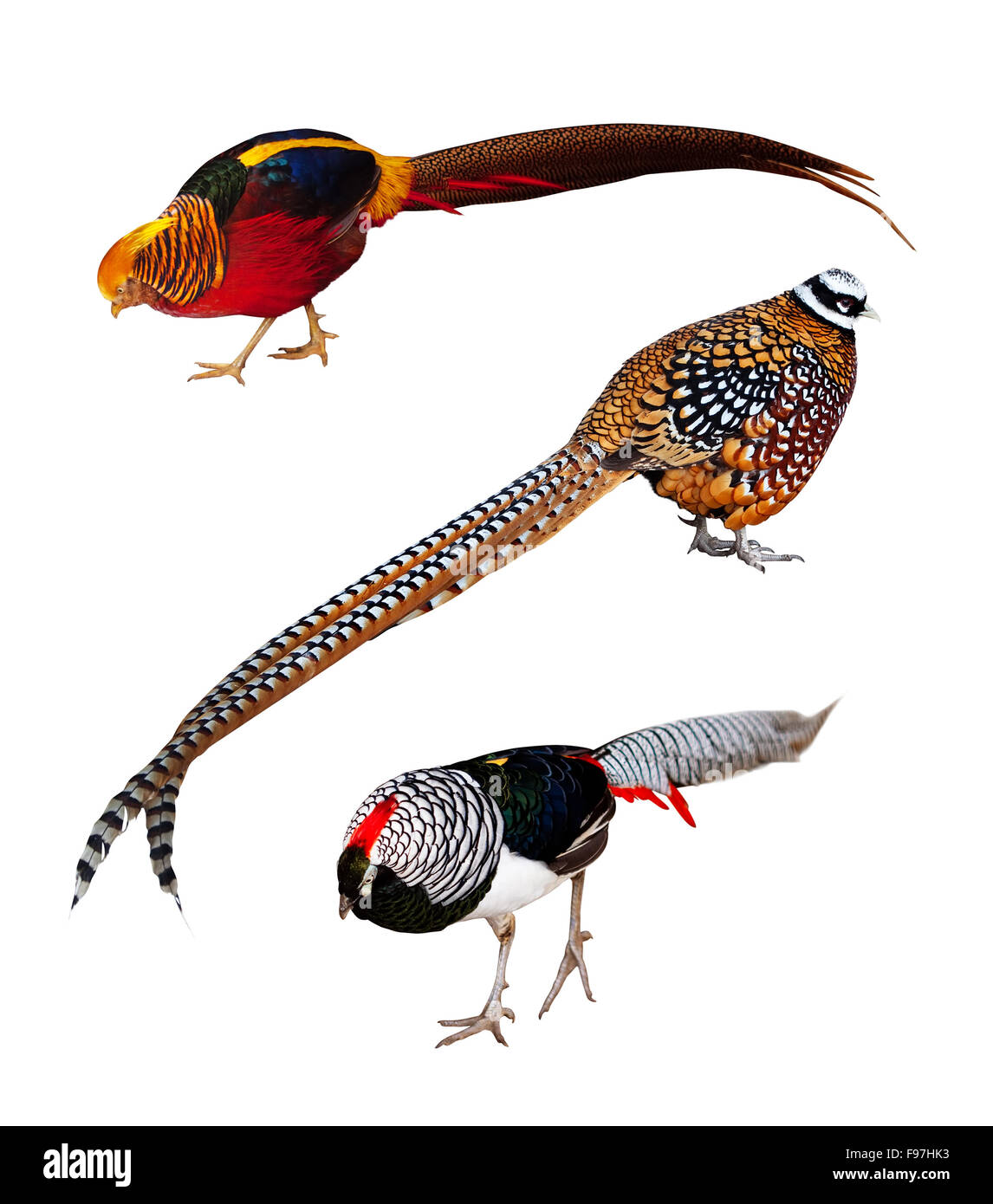 Set of Phasianidae birds. Isolated over white background. It's Golden ...