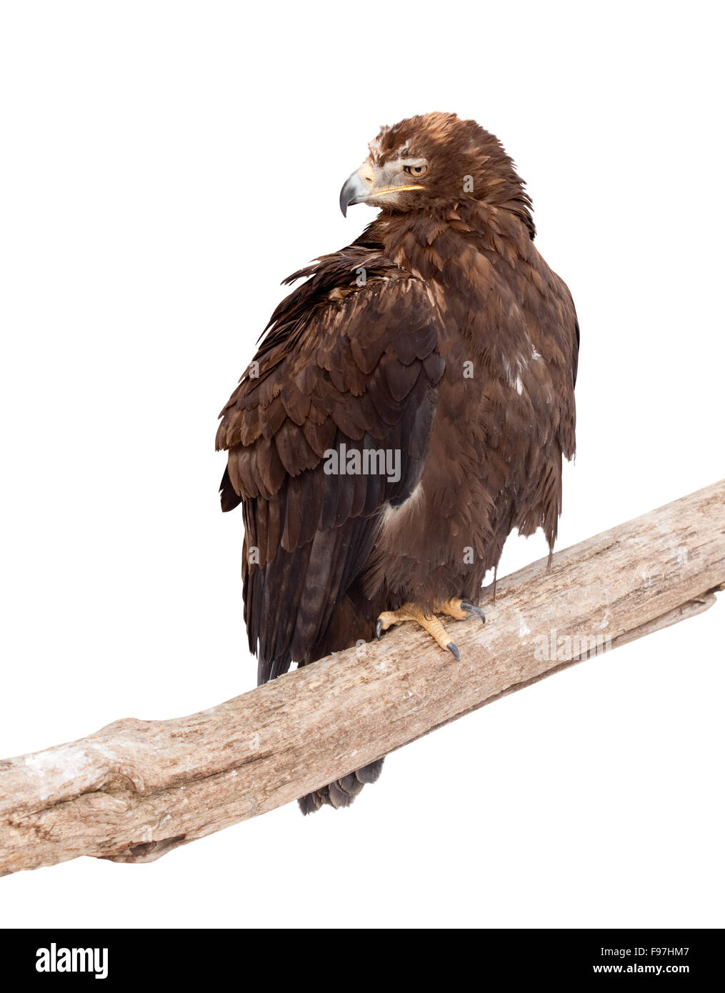 Tawny eagle (Aquila rapax). Isolated over white background Stock Photo ...