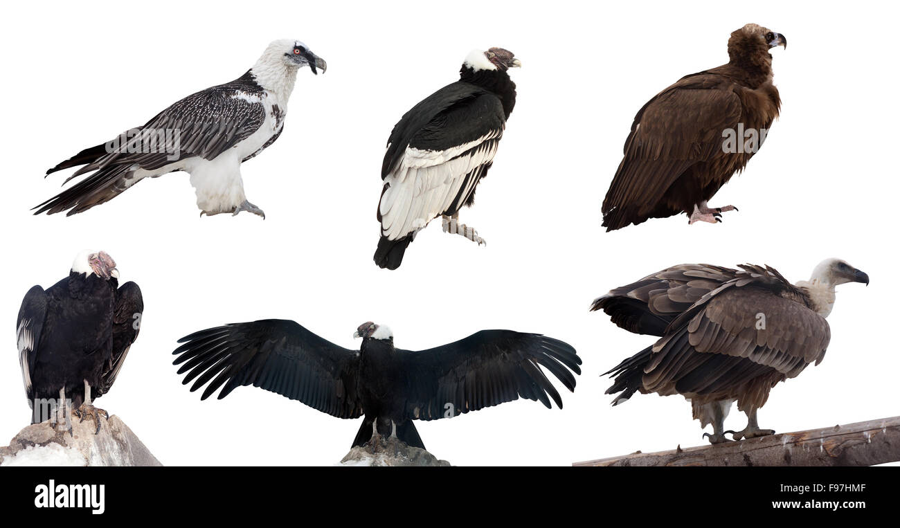 Set of vulture birds. Isolated over white background Stock Photo - Alamy