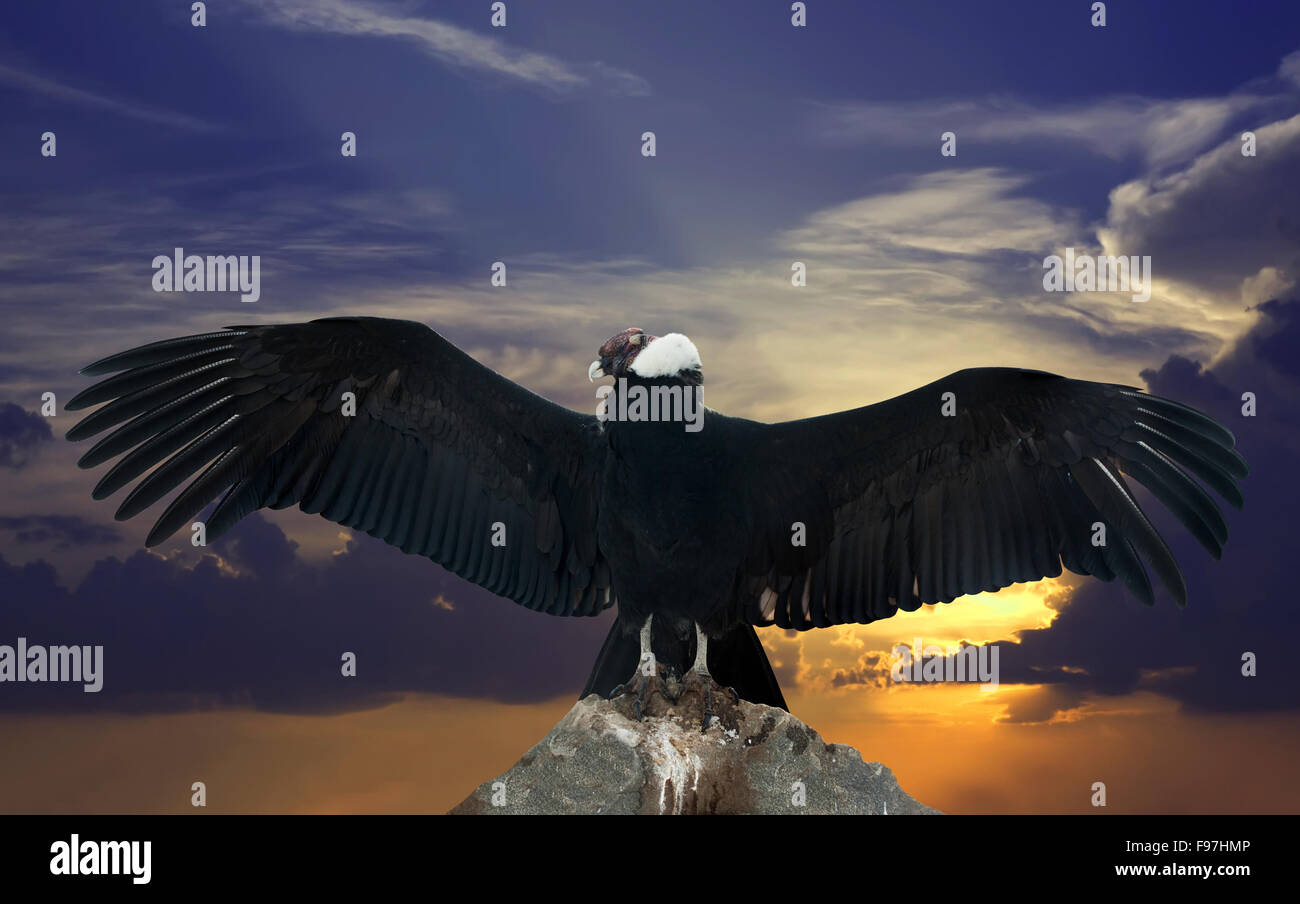 Andean condor on rock against sunset sky background Stock Photo - Alamy