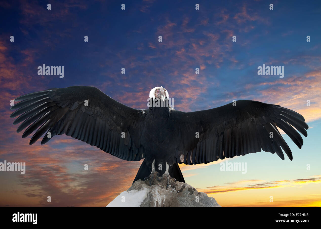 Andean condor on rock against sunset sky background Stock Photo - Alamy