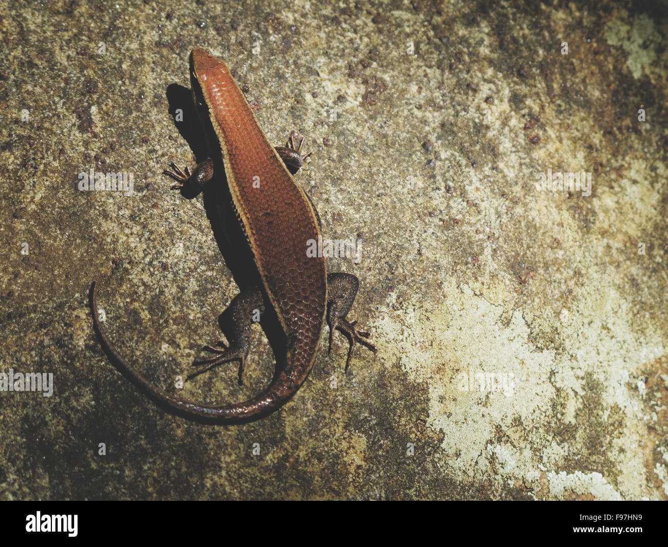 Lizard On Stone Stock Photo - Alamy