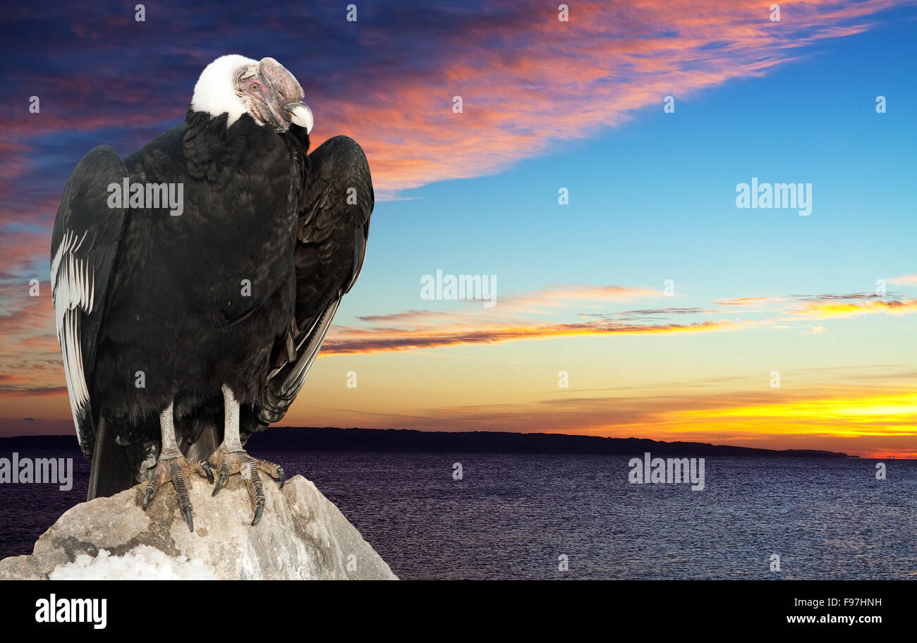 Andean condor sitting on rock against sunset sky background Stock Photo ...