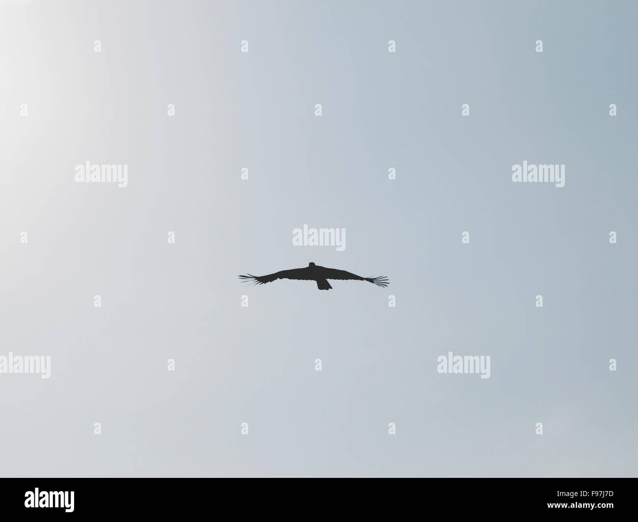 Bird Flying Against Clear Sky Stock Photo - Alamy