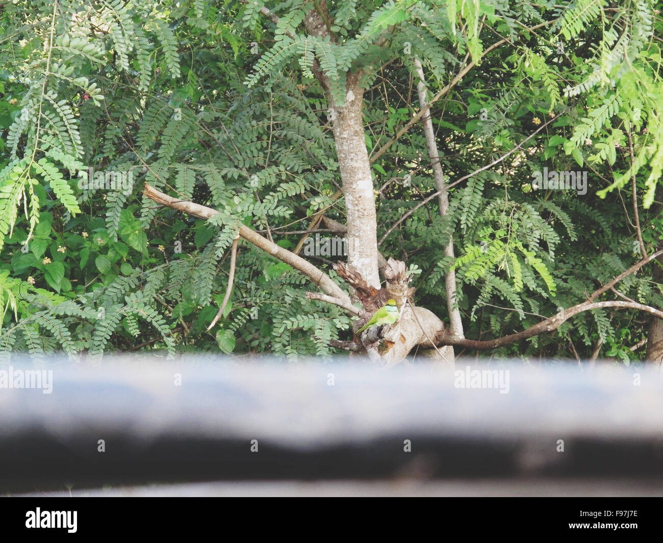 Acacia bird hi-res stock photography and images - Alamy