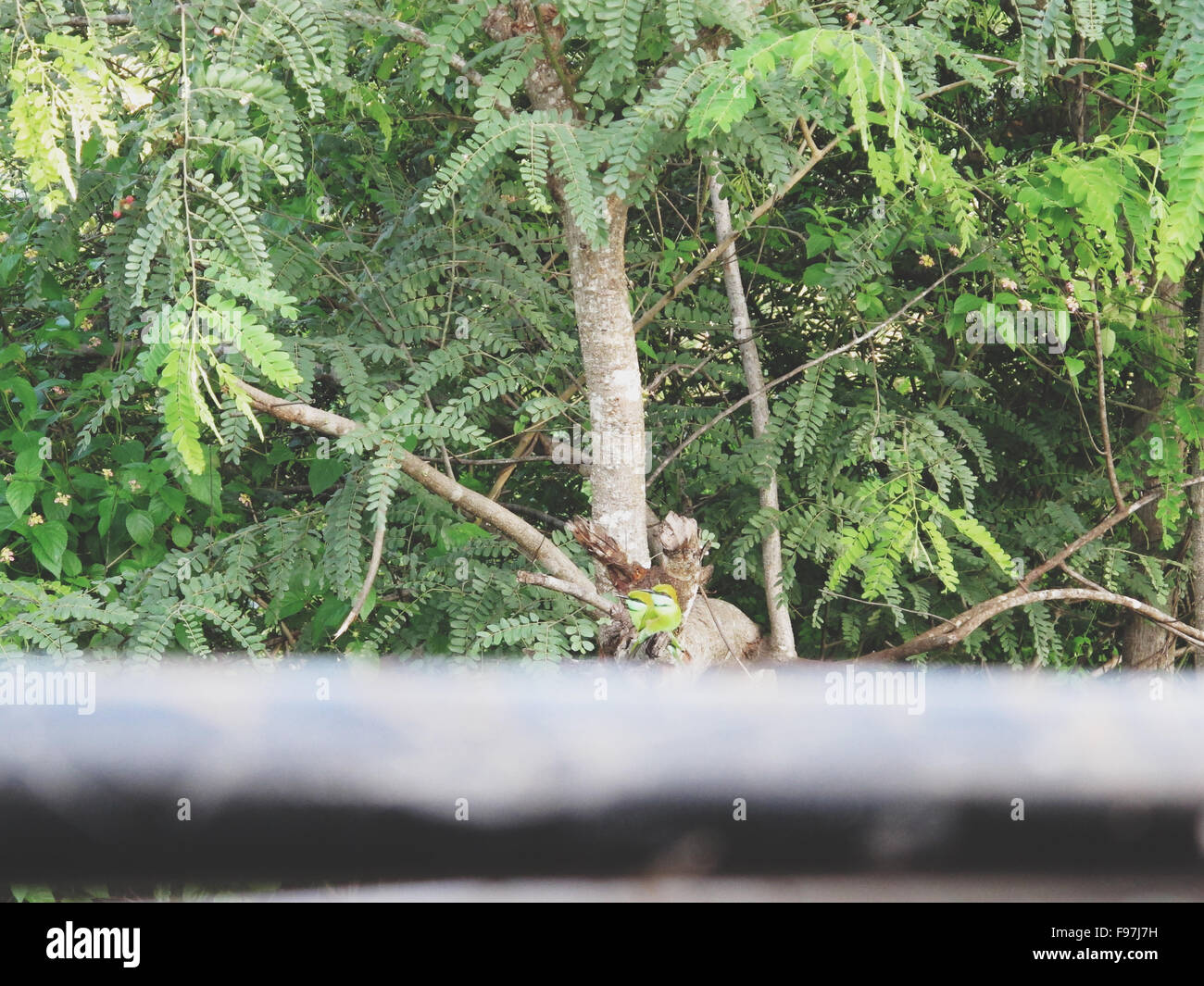 Acacia bird hi-res stock photography and images - Alamy