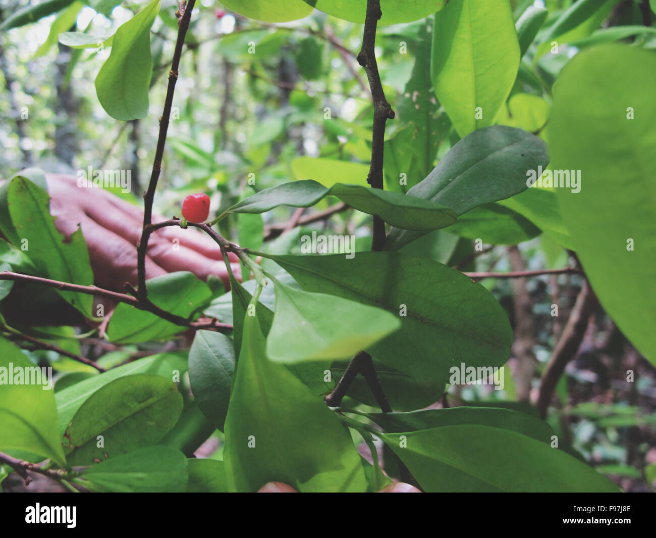Close Up View Of Human Hand And Leafy Plant And Berry Stock Photo - Alamy