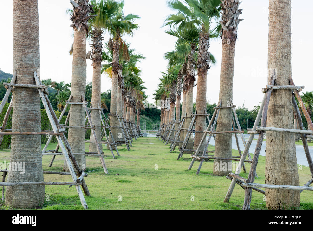 Sugar palm tree relocation plant Stock Photo - Alamy