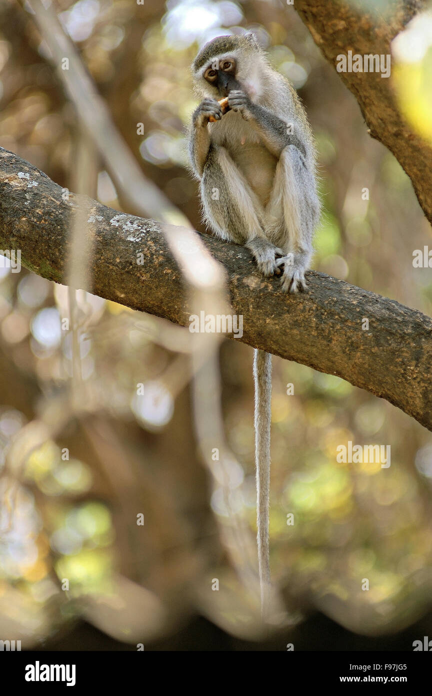 Vervet monkey sitting and eating on a tree inside the Lower Zambezi ...