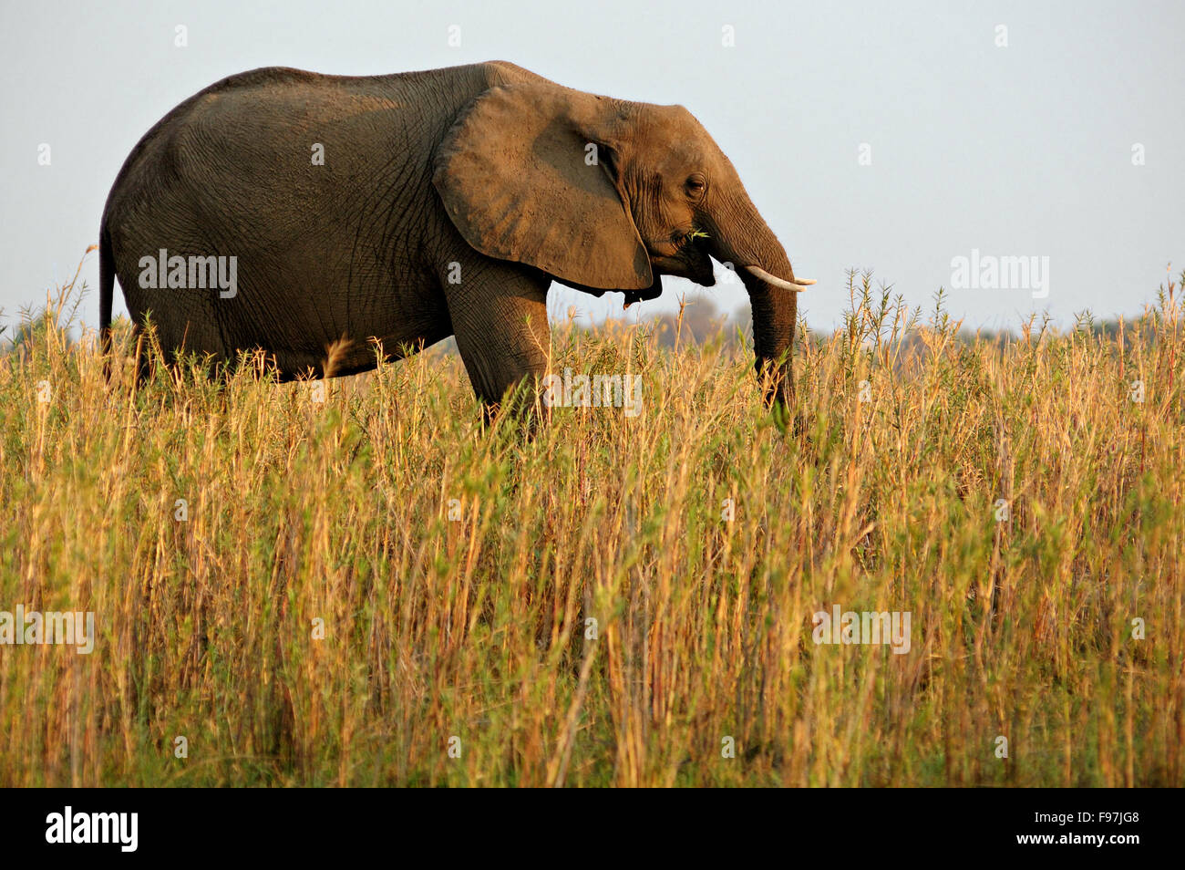 African elephant eating grass in the bush inside the Lower Zambezi ...