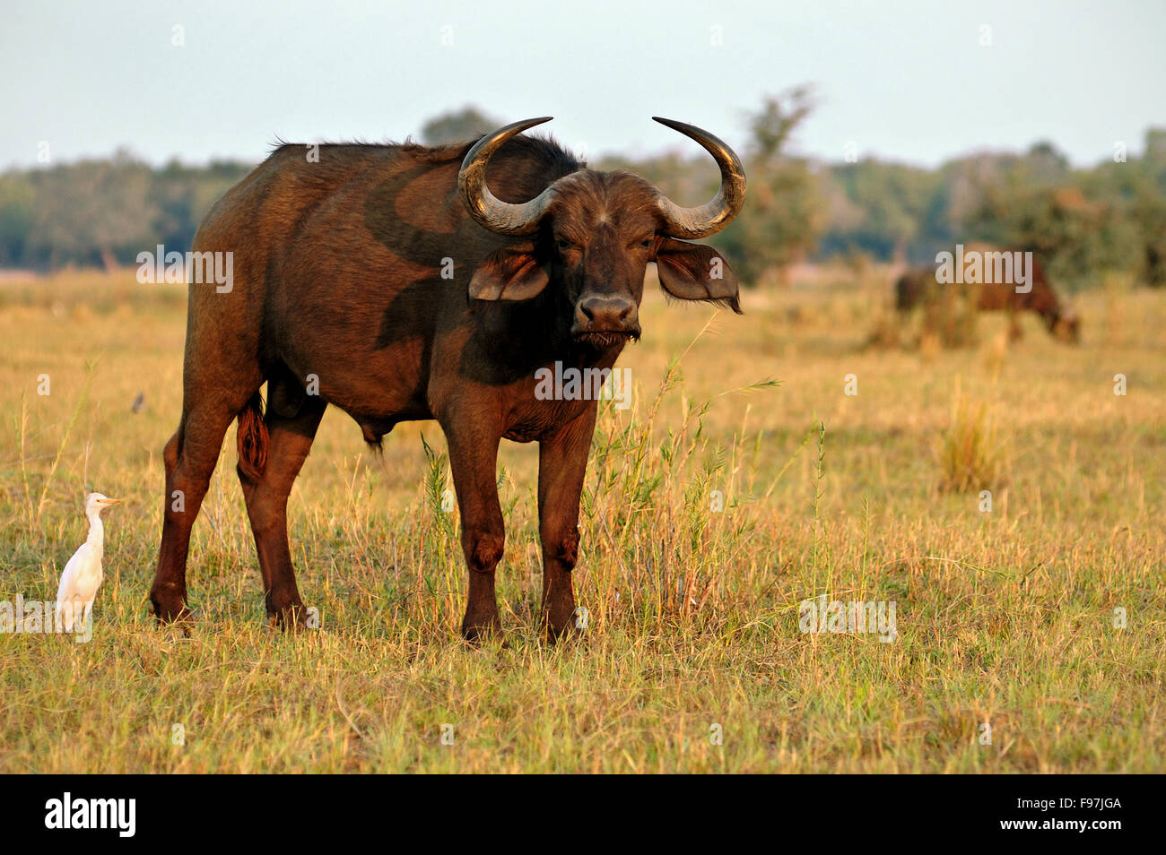African buffalo standing in the bush inside the Lower Zambezi National ...