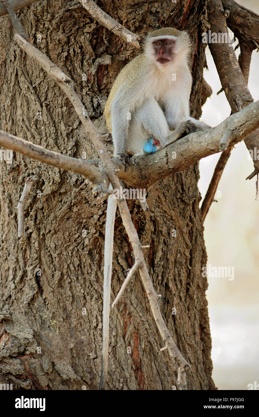Vervet monkey with blue scrotum sitting on a tree inside the Lower ...