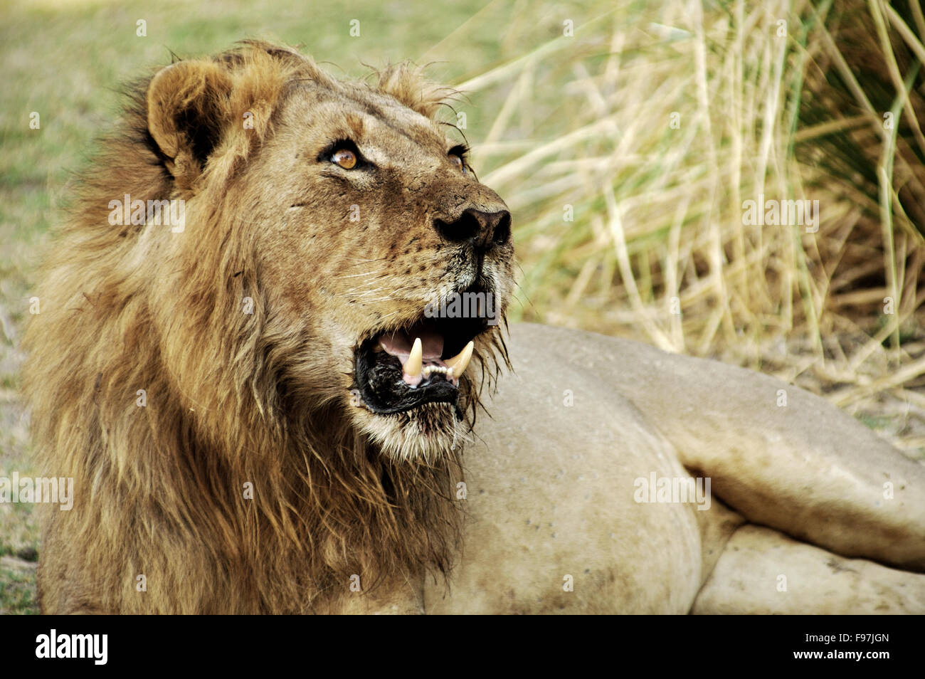 Male lion (Panthera leo) with open mouth lying down in the grass inside ...