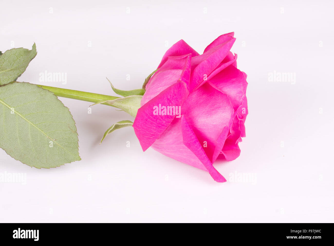 one flower bouquet of pink roses Stock Photo - Alamy