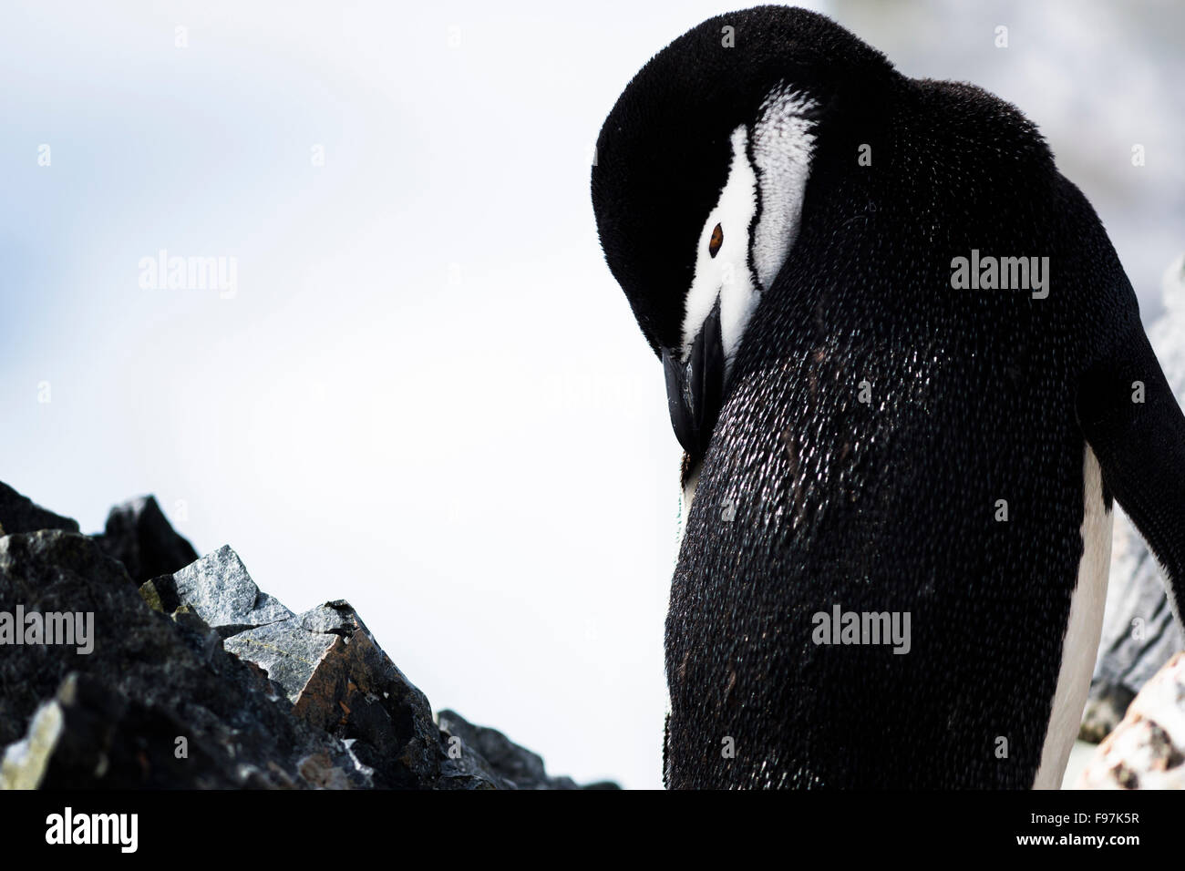 Chinstrap Penguin, Orne Harbour, Antarctic Peninsula, Antarctica Stock ...