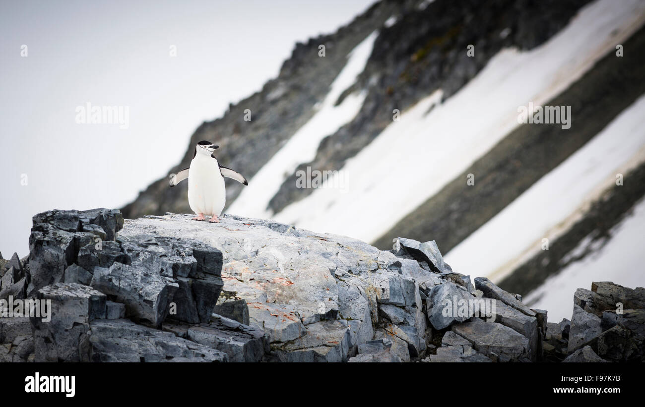 Chinstrap Penguin, Orne Harbour, Antarctic Peninsula, Antarctica Stock ...