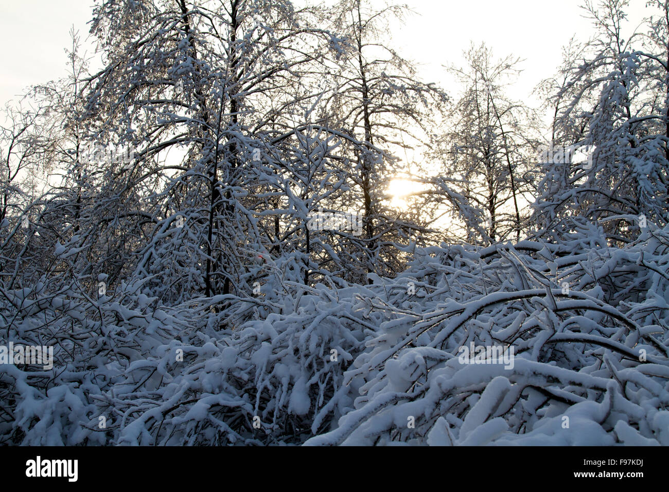 beautiful winter forest in Russia Stock Photo - Alamy