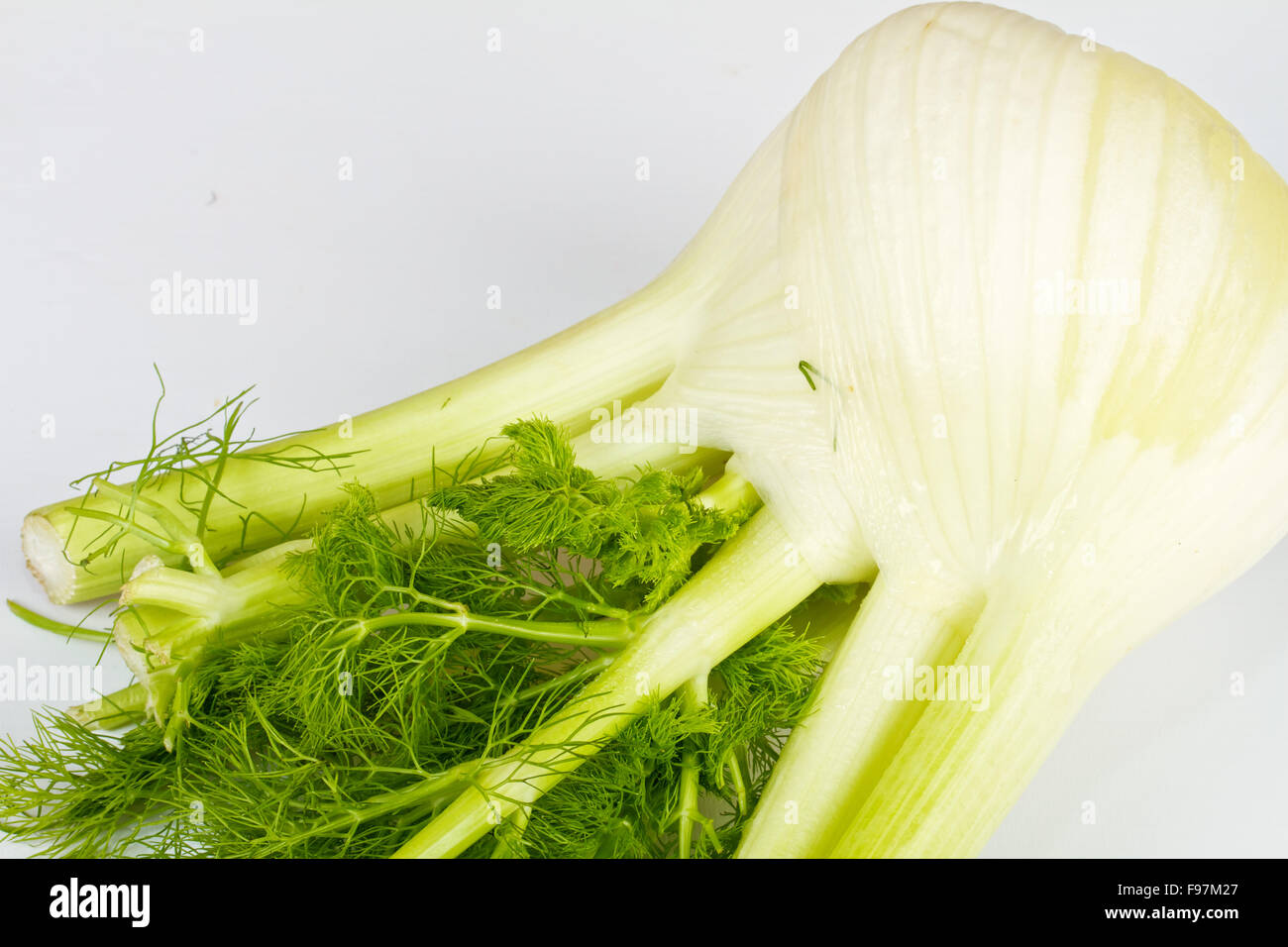 Fennel isolated on white background Stock Photo - Alamy