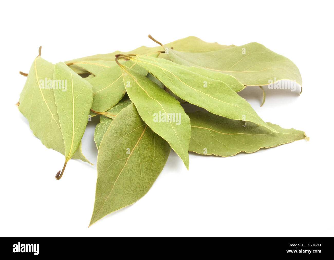 Laurel leaves isolated on white Stock Photo - Alamy