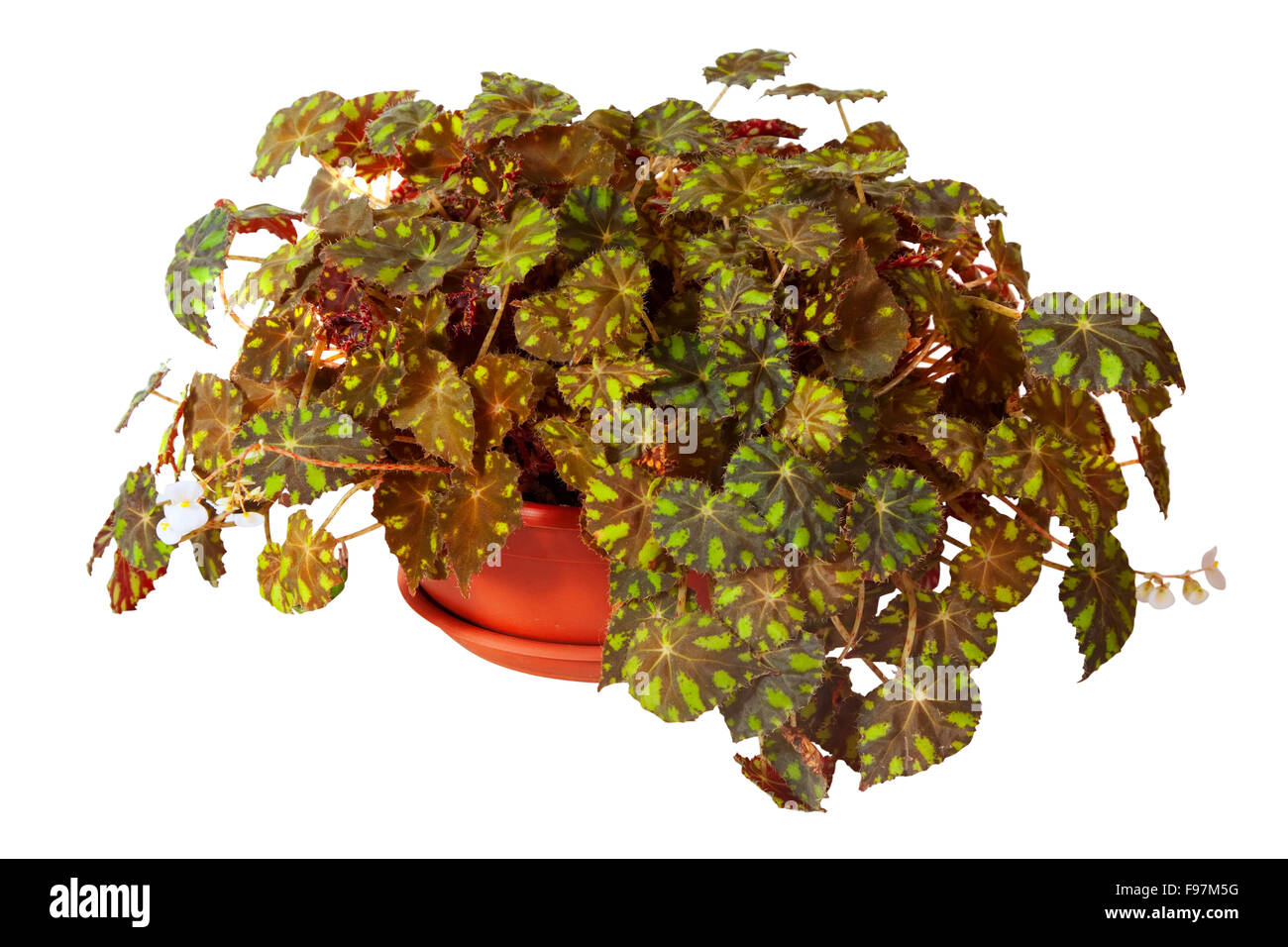 Begonia rex in pot. Isolated on white background Stock Photo - Alamy