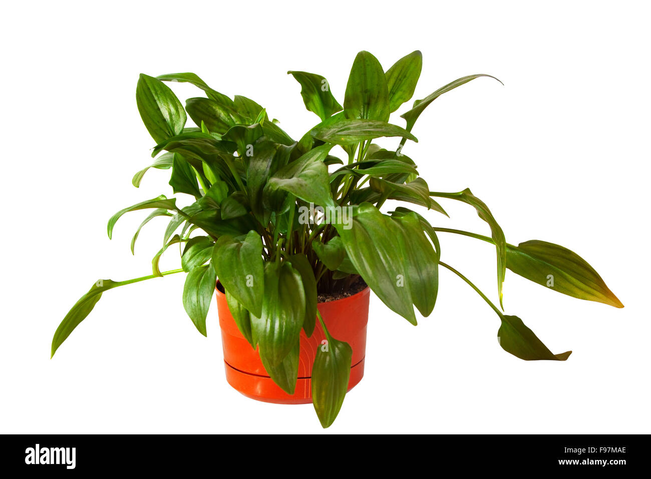 Calla (Bog Arum, Marsh Calla) in pot. Isolated on white background ...