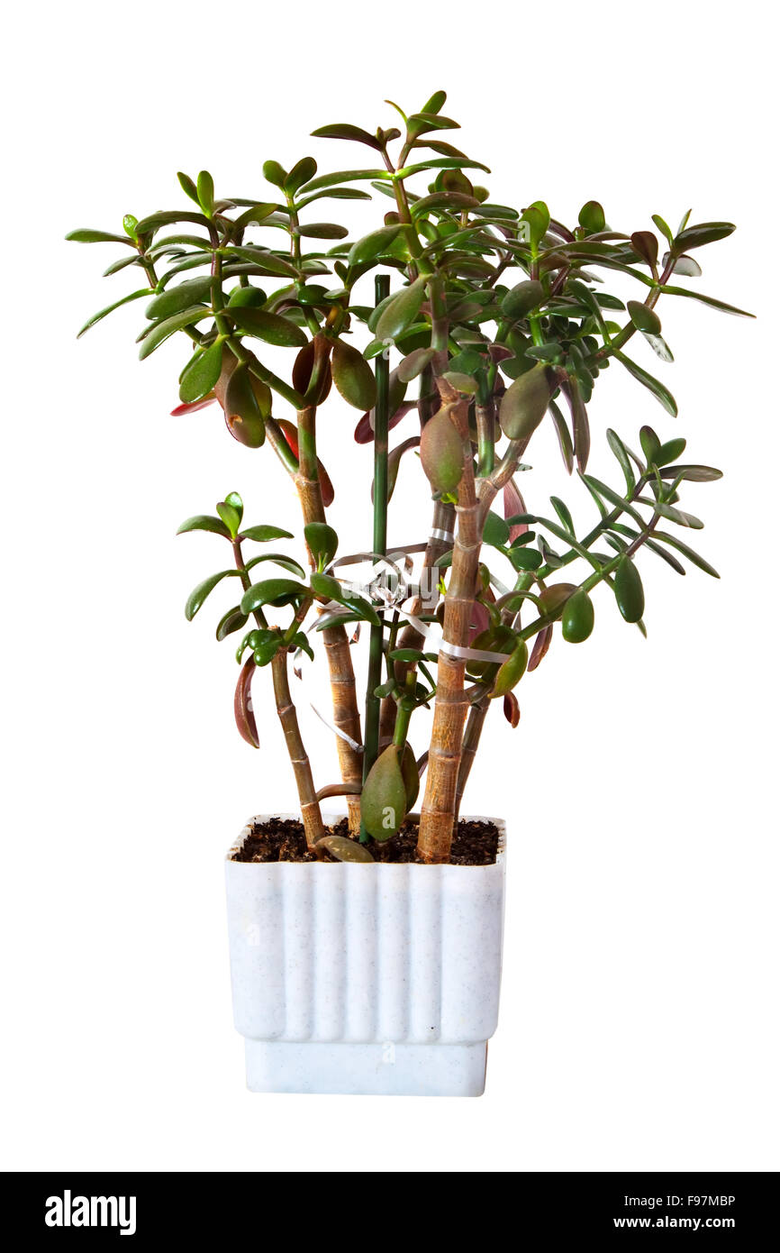 tree jade in pot. Isolated on white background Stock Photo - Alamy