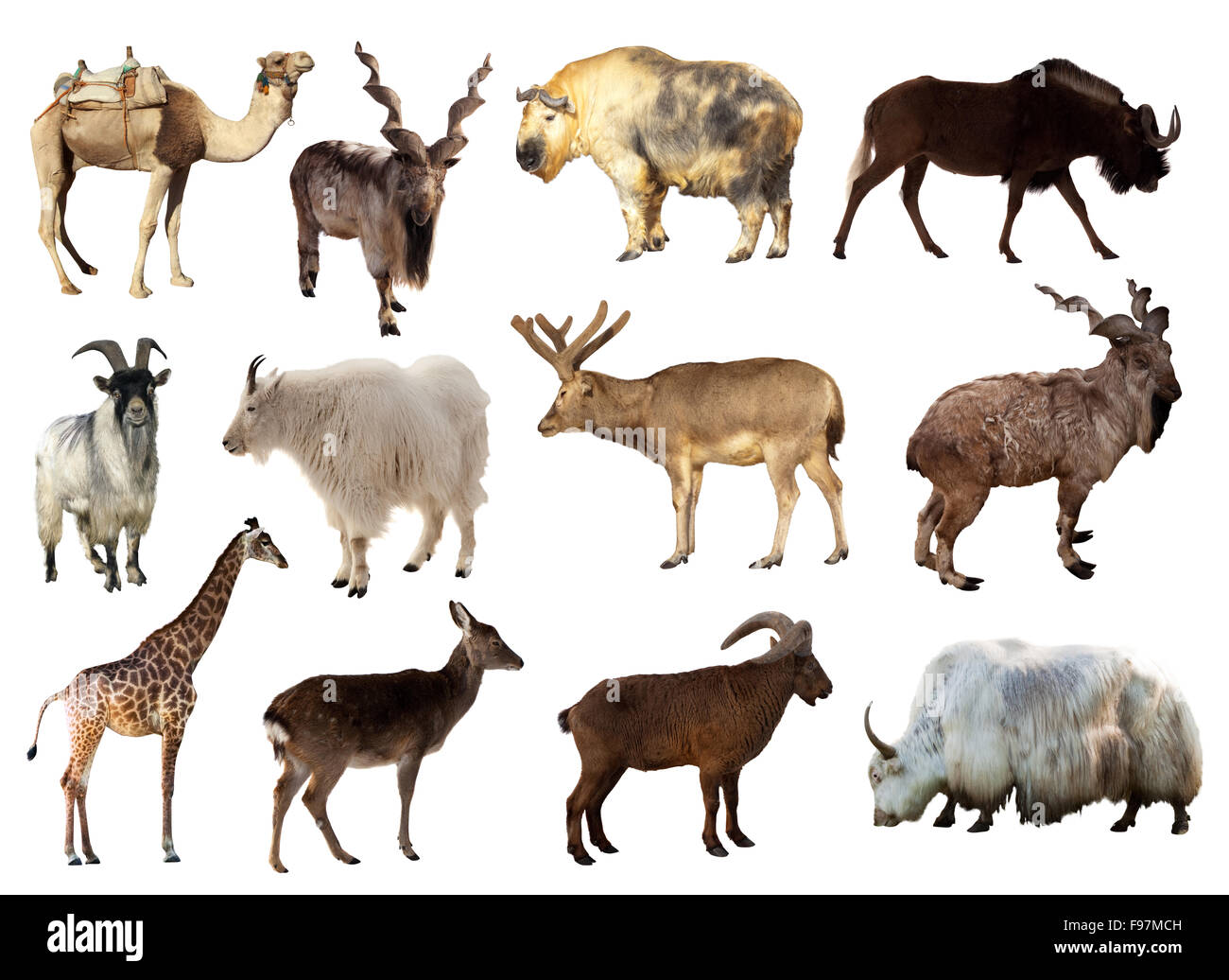 Set of Artiodactyla animals. Isolated over white background (Camel ...