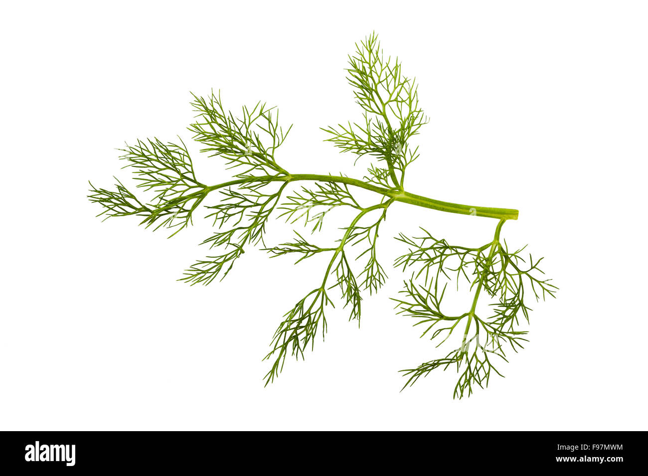 Sprig hi-res stock photography and images - Alamy