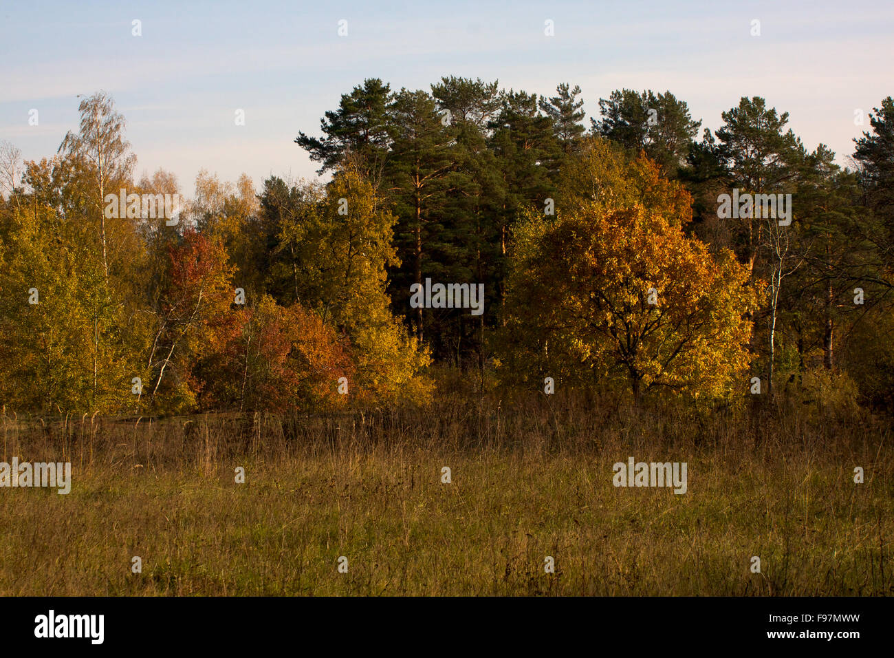 Beautiful landscape. Field and edge of forest Russia Stock Photo - Alamy