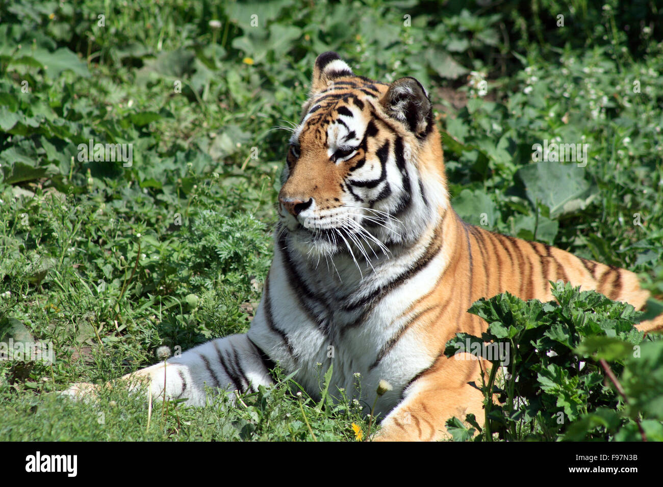 Tiger On Grass Stock Photo - Alamy