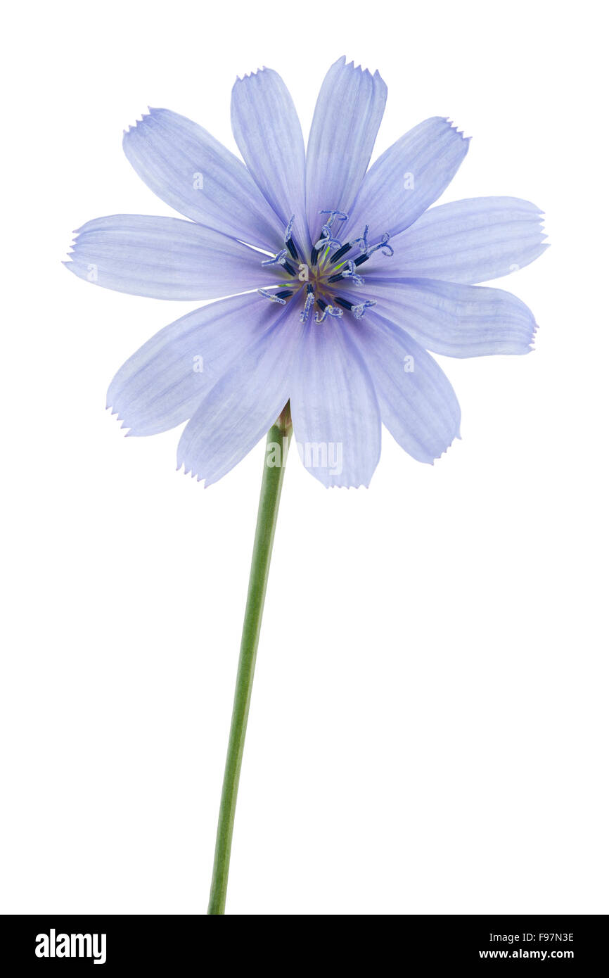 wild chicory flower on a white background Stock Photo - Alamy