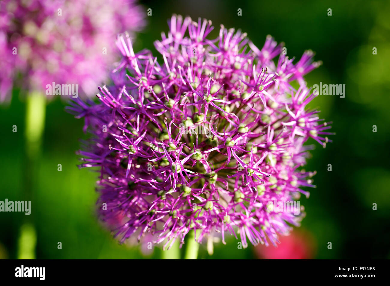 Close up of the flowers of some Chives Stock Photo - Alamy