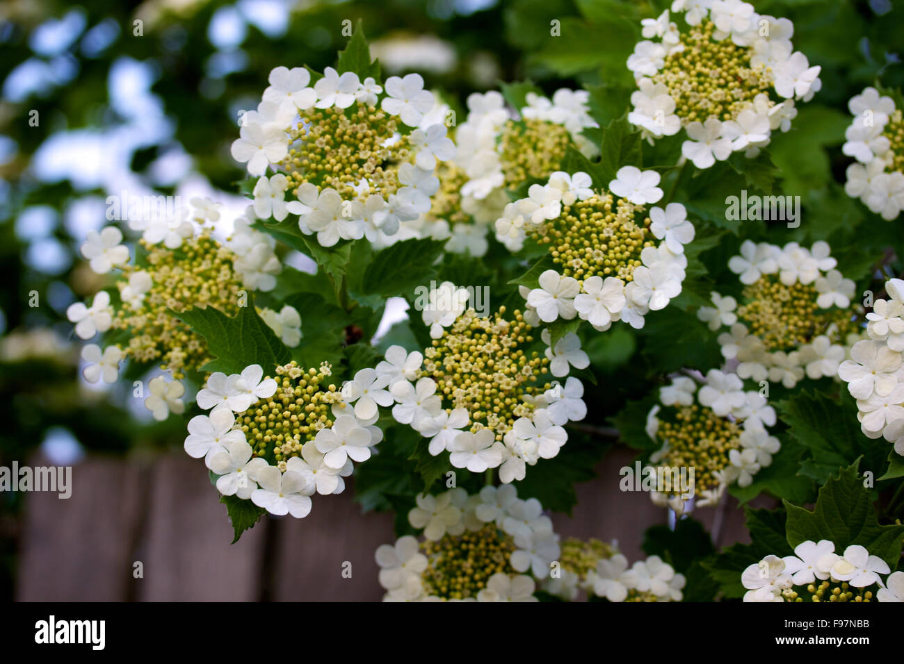 flowers and leaves of snowball tree in verticalcomposition Stock Photo ...