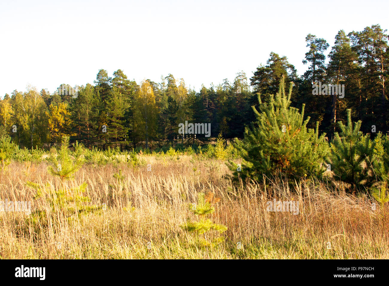 Beautiful landscape. Field and edge of forest Russia Stock Photo - Alamy