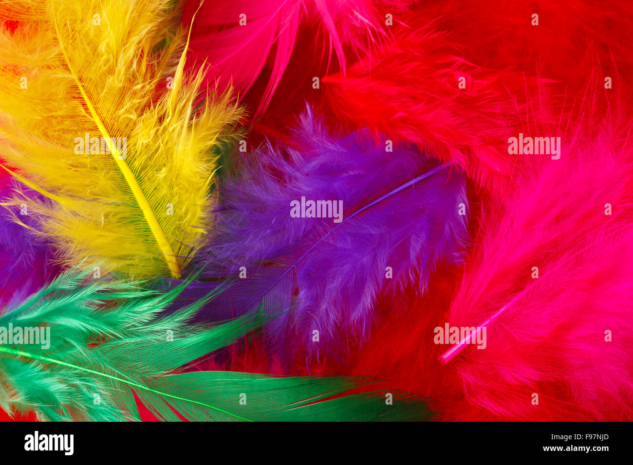 Bright multi-colored feathers background Stock Photo - Alamy