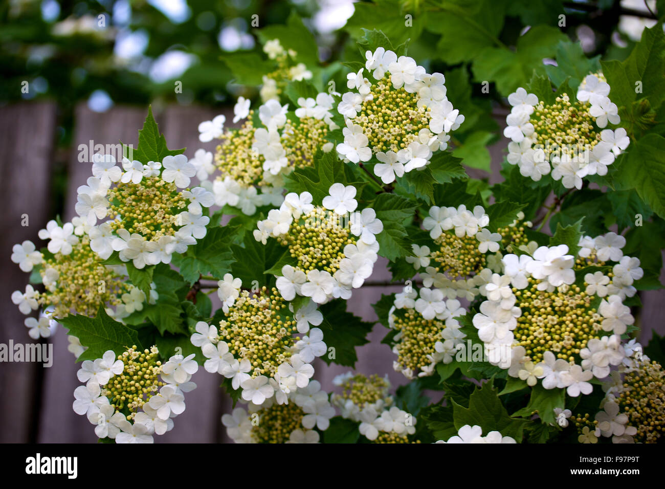 flowers and leaves of snowball tree in verticalcomposition Stock Photo ...