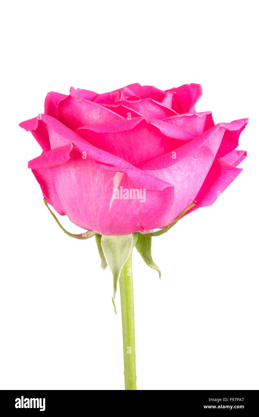 one flower bouquet of pink roses Stock Photo - Alamy